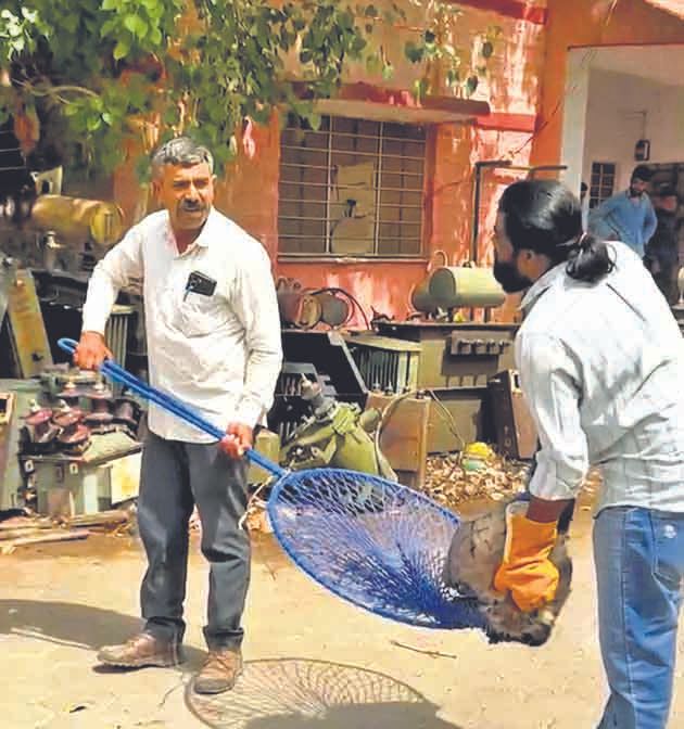 Monkey electrocuted in powerhouse, rescued within 1 hour
