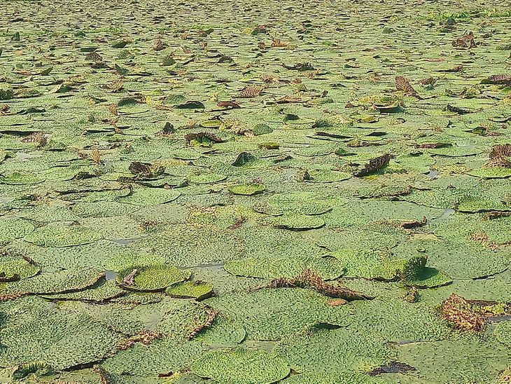 Bihar Makhana Crop Pest Attack | Hasanganj Farmers Worried