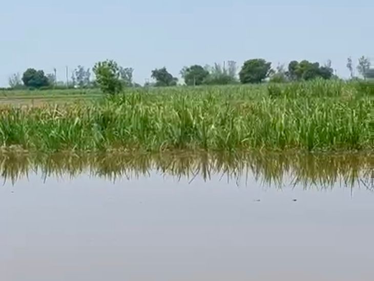 Bitawada Farmers Demand Compensation | Crops Damaged By Pond Overflow