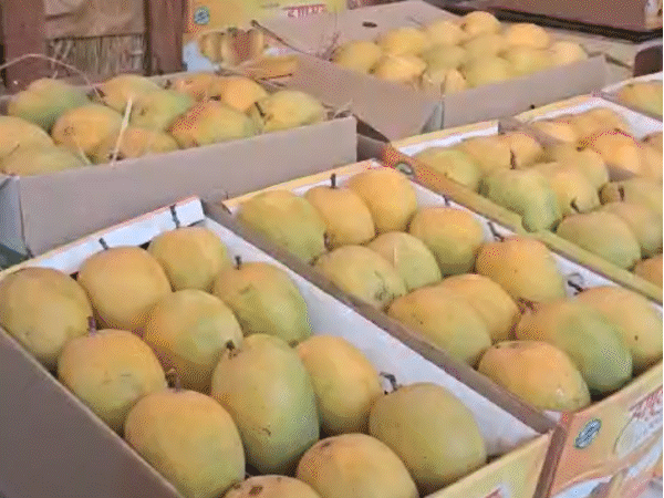 Indore Mango Jatra 2026: Alphonso Mangoes Arrive, Rates Up to ₹1300Dozen