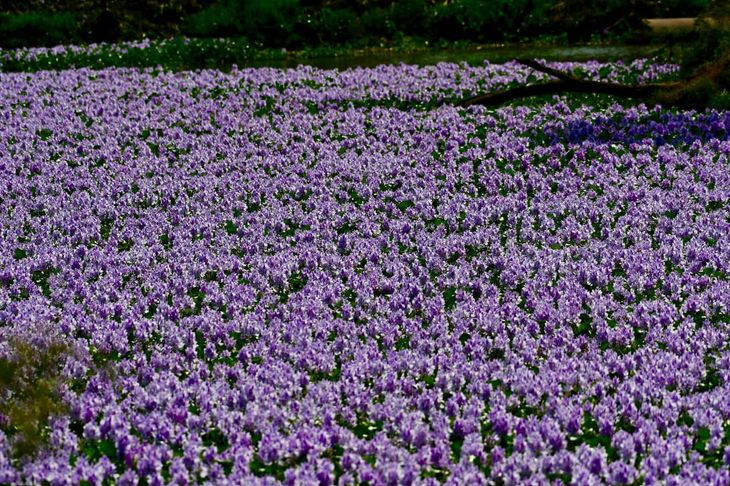 Water hyacinth spreads over 6 sq km in two years, affecting bird nesting.