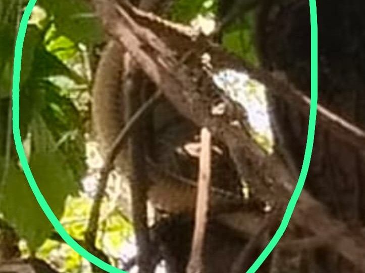Purnia Panchmukhi Mandir | 5-Foot Snake Climbs Tree, Draws Huge Crowd
