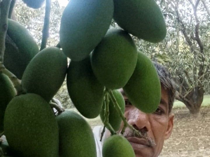 Unnao Dasheri Mango First Consignment Reaches Agra Mandi; Farmers Hope ...