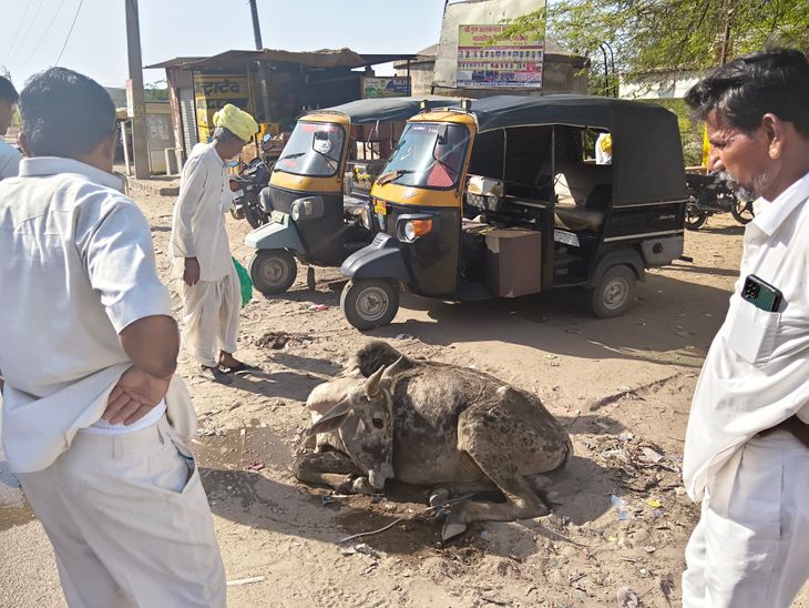 Sankra Accident | Animal Injured, Villagers Help; Gau Shala Sent