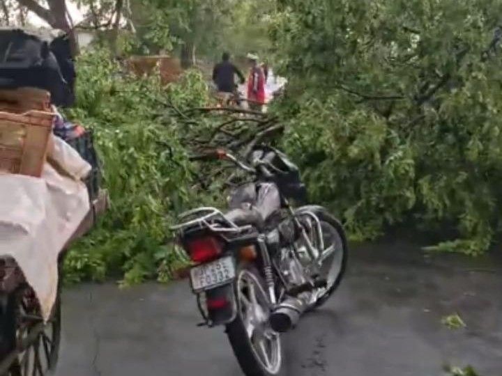 Bareilly Tree Fall Blocks Road | Complaint Taken Cognizance