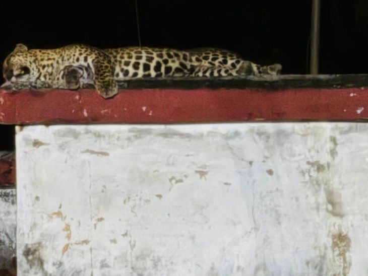 Katarniya Ghat Leopard Sighting | Girjapuri Colony Alert