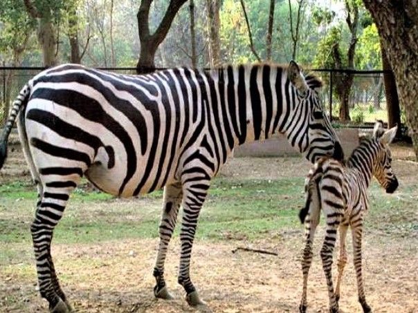 Raipur Jungle Safari Zebra Cub Death | Colic Pain Virus Treatment