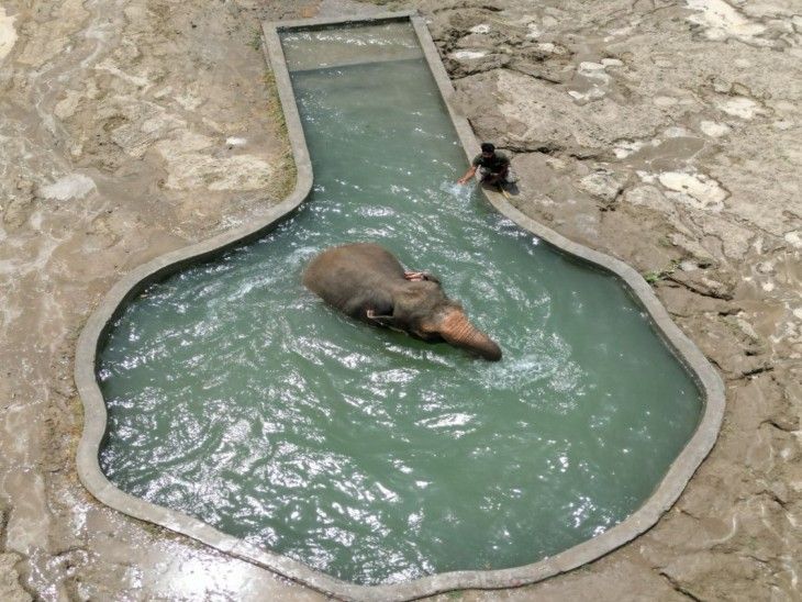 Wildlife SOS Elephants Beat Heat in Mathura Pool Fun