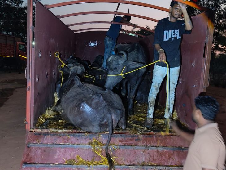 MP Highway: 40 Cattle Seized, 6 Arrested | Cruelty Case