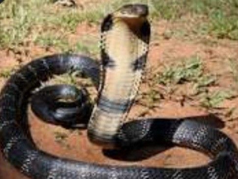 Ayodhya Cobra Bite Girl Death | Child Dies After Snake Attack