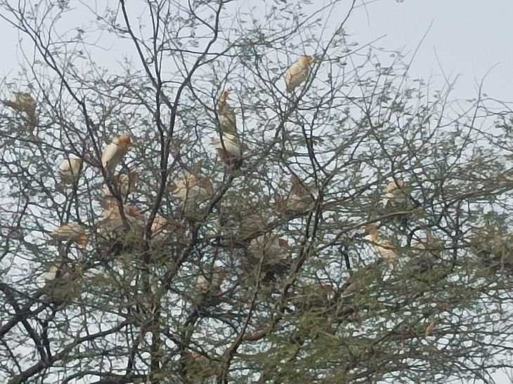 Sehore Heat: Birds Seek Shade Near Seevan River | Max Temp 44°C