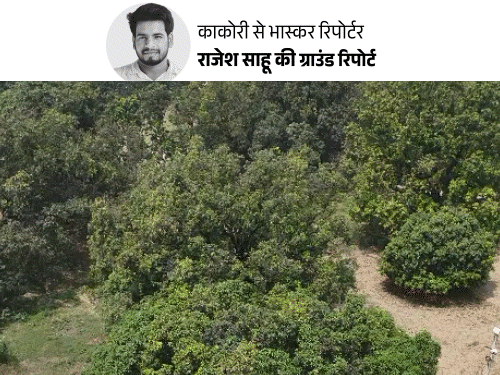 UP Dasheri Mango Mother Tree Story Facts Explained; Kakori Village ...