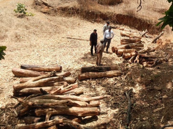Muirpur Khair Tree Smuggling Case | DFO Probe Homeguard Farm