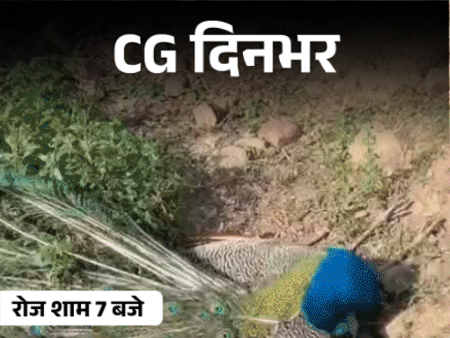 Chhattisgarh Day News: Suicide, Skeletons, Rare Animals Death