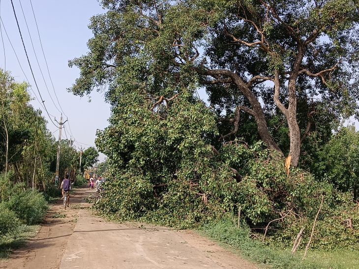 Jaipur People Tree Fall Road Blocked | Houses Roof Blown, Power Outage