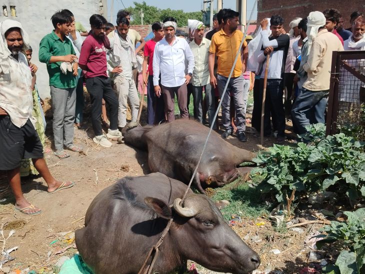 Badaun Transformer Current Kills 2 Buffaloes | Villagers Outraged