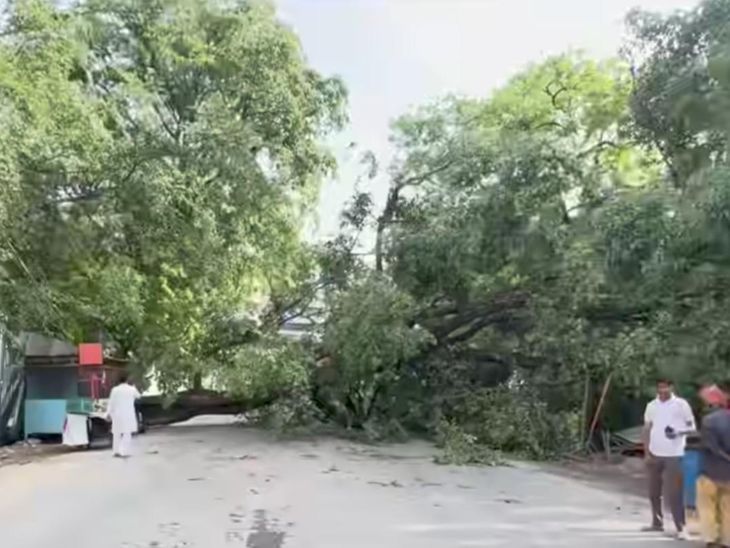 Gorakhpur Tree Fall Blocks Civil Lines Road; DFO Team Dispatched