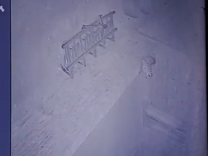 Amroha Nagla Village Leopard Spotted | Forest Dept Prepares Trap