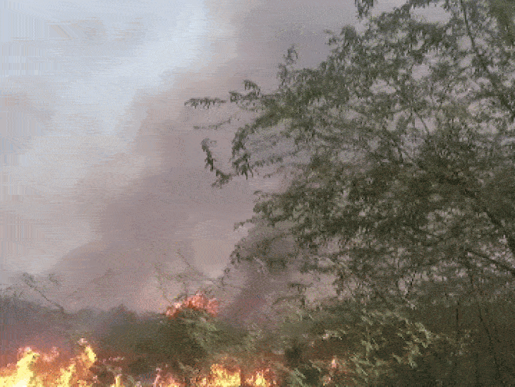 Bhind Forest Fire Reaches Village | Locals Fight Flames, Fire Brigade ...