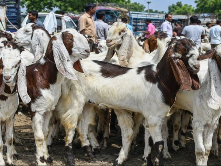 Dehradun Bakrid Goat Market: Sikandar Rs 1.25 Lakh, Tiger Rs 70K Steal Show