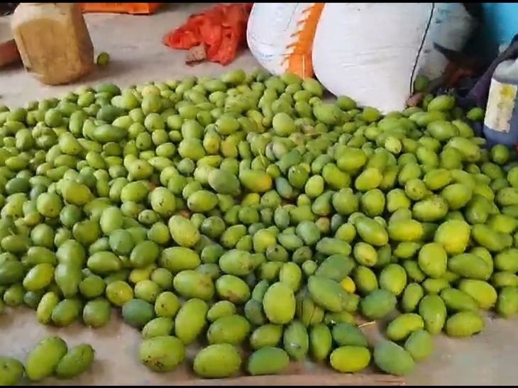 Pancheshwar Valley Fruit Damage | Farmers Distress Storm Havoc