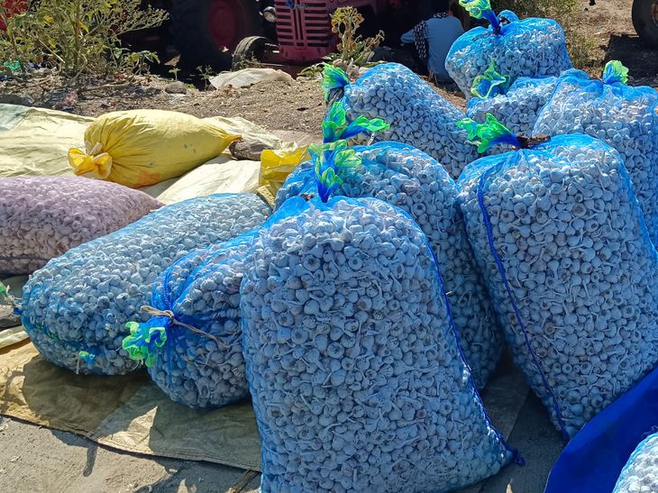 Chabda Mandi Garlic Rates ₹14750Quintal | Desi & Ooty Arrival