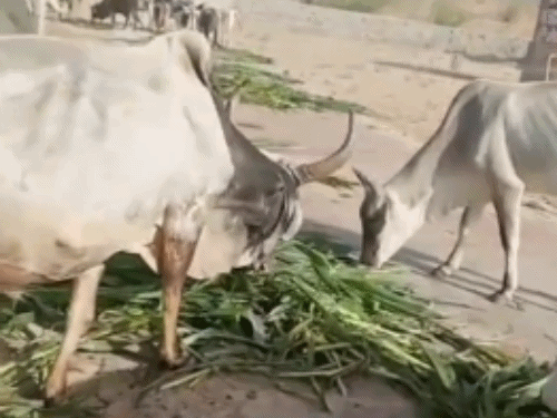 Malwa Village Cow Seva on Ekadashi | Hindu Culture Message