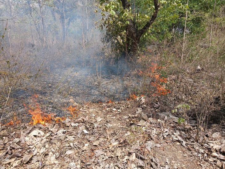 Myorpur Forest Fire: Run-Tola Jungle Trees Burn