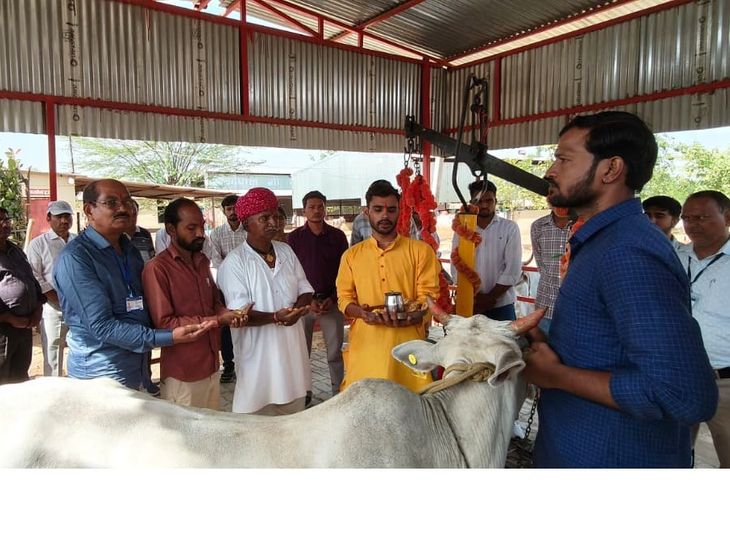 Bhupalsagar Goshala Shramdaan & Pashu Upchar Shivir | Ganga Jal Sanrakshan
