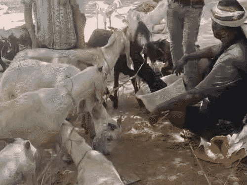 Bakrid Waste Disposal: 79 Sites & Helpline Ready | Nagar Nigam Prep