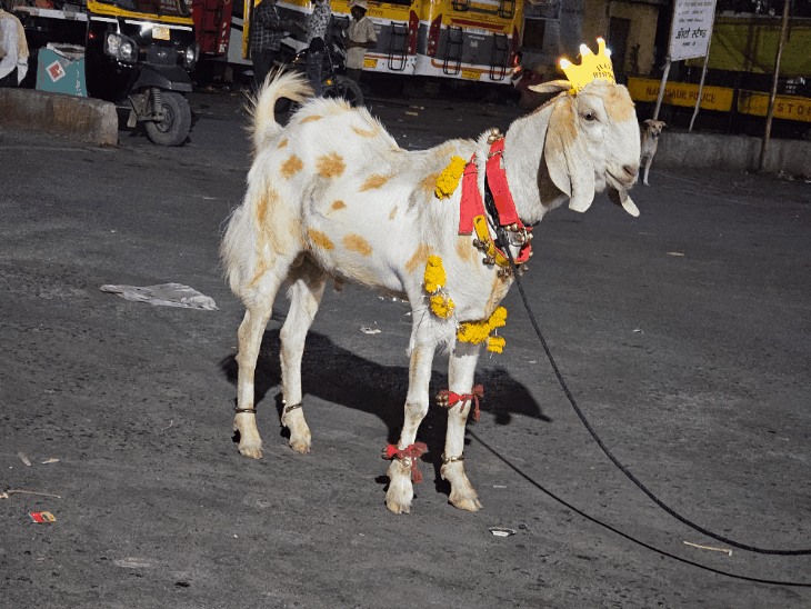 Mandsaur Bakrid Goat Decoration | Lights, Flowers & Balloons Tradition