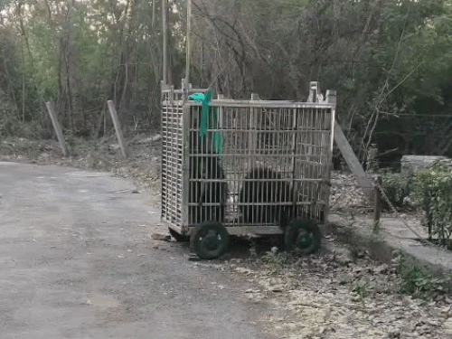 Kota Thermal Bear Caught in Trap, Staff Breathe Easy
