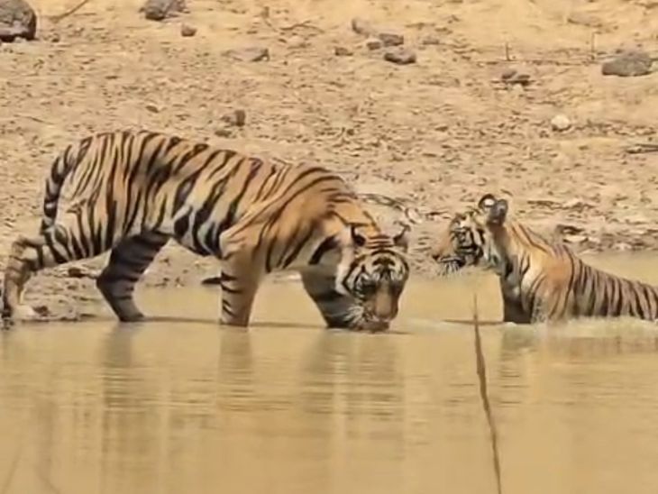 Umaria Bandhavgarh Tiger Cubs VIDEO | Khitauli Talab Shavak Viral