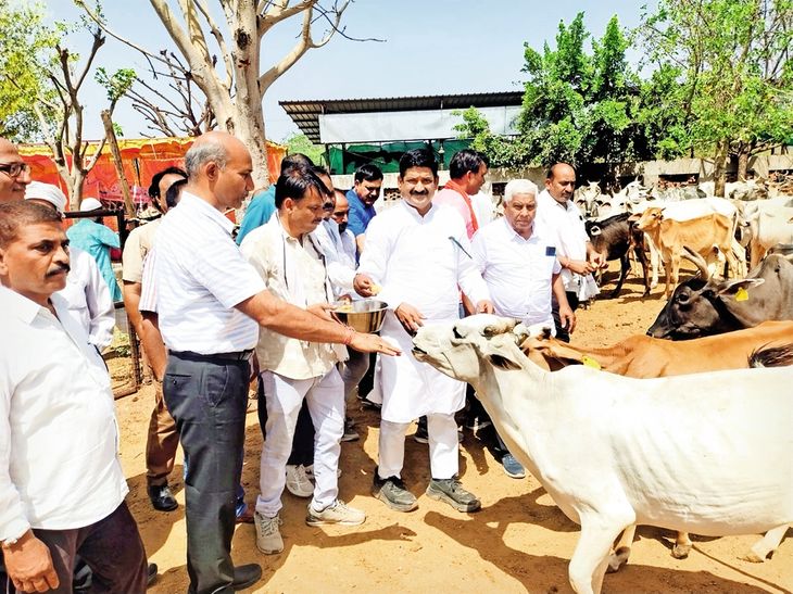 Polythene is not only harmful to the environment but also to cattle ...