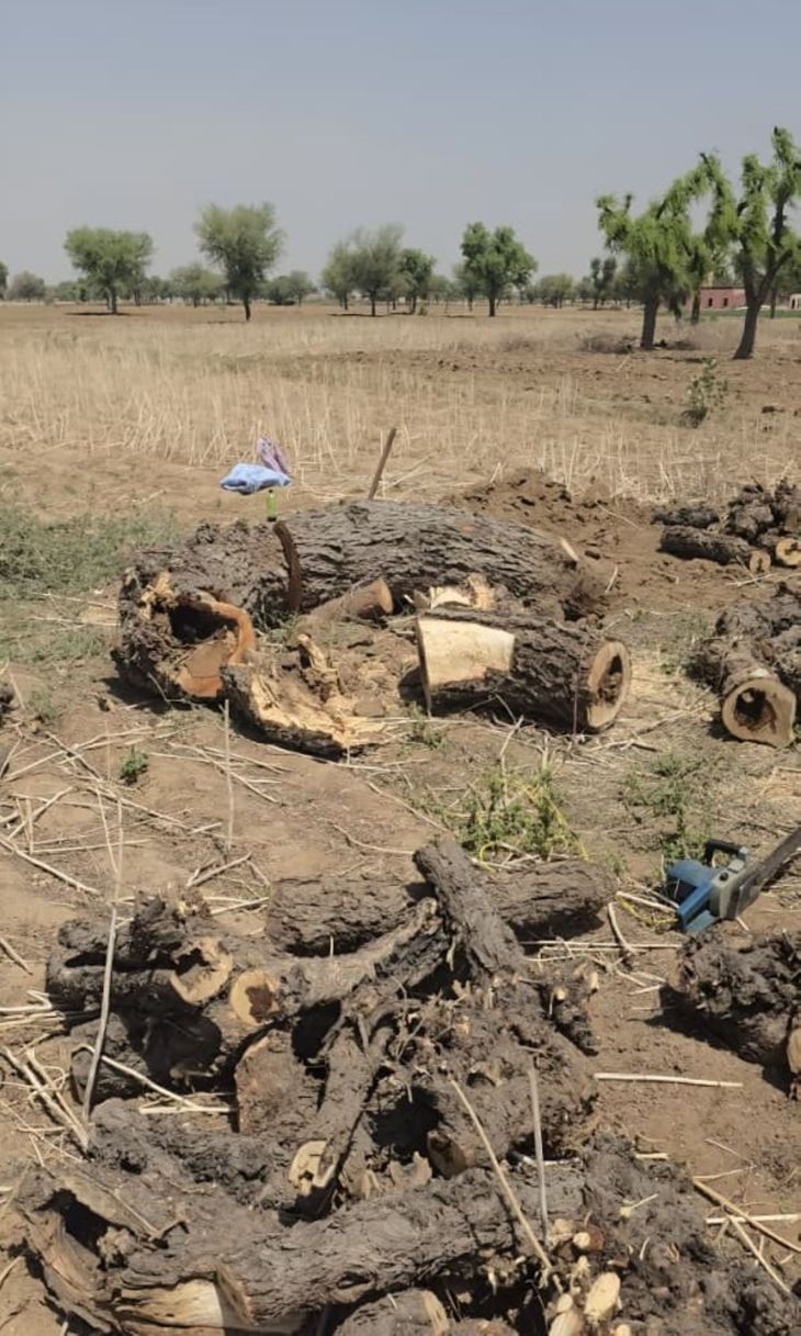 Tehsildar orders Patwari to investigate allegations of illegal felling ...