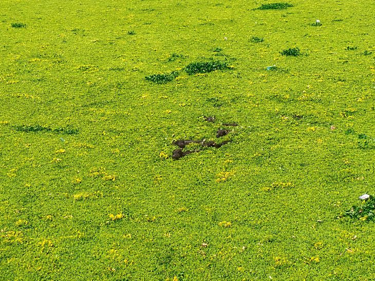 Rajasthan River Water Hyacinth Threatens Cattle & Water Sources