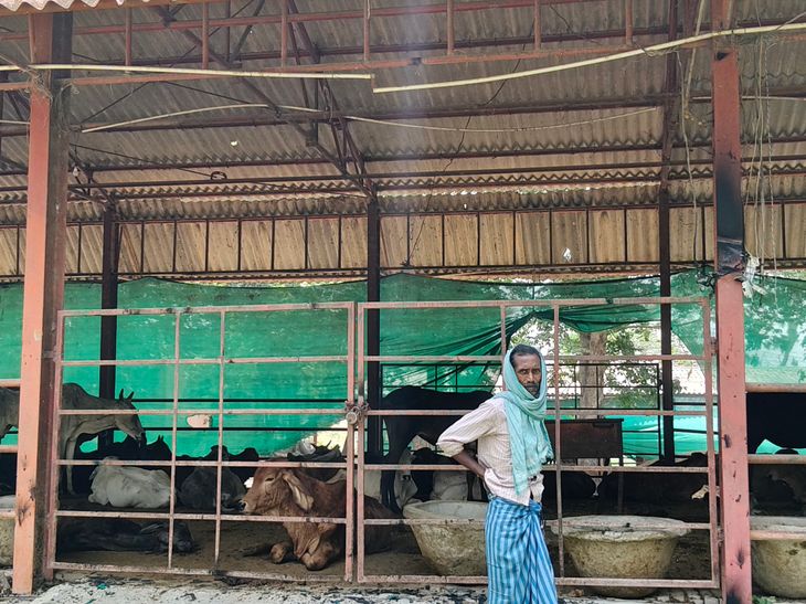 Dullahpur Gau Shala Fire | Cattle Safe After Short Circuit