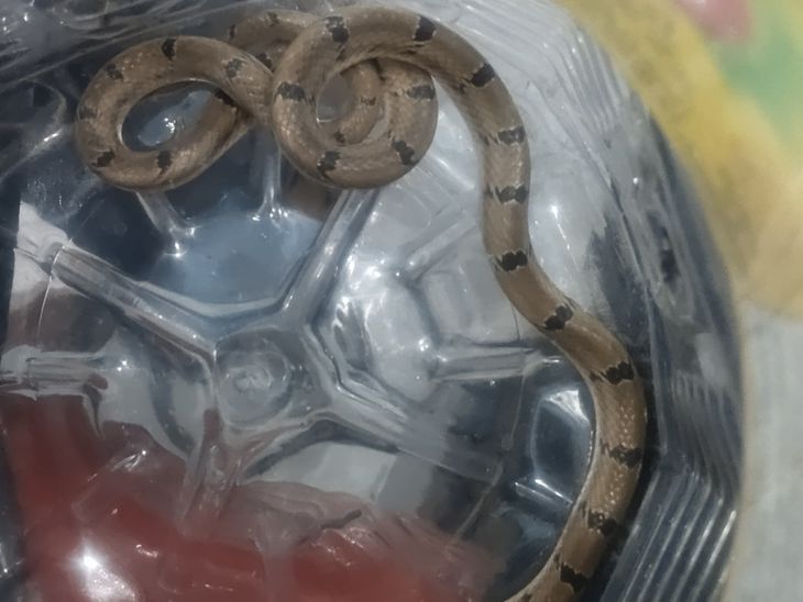 Khushipur Rare Common Kukri Snake Rescue | Ram Govind Wildlife Team