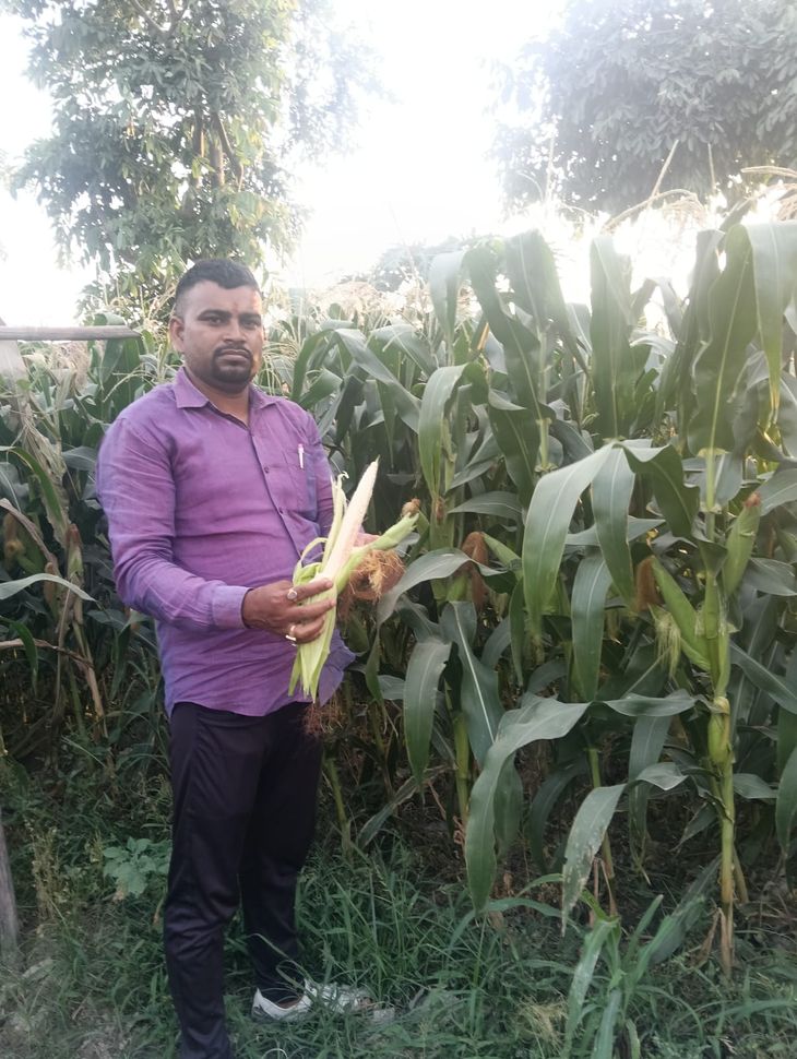 Baby corn seeds were sold in the name of maize, but not a single grain ...