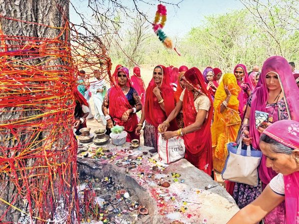 The tree is located two kilometers from Asotra village, and hundreds of ...
