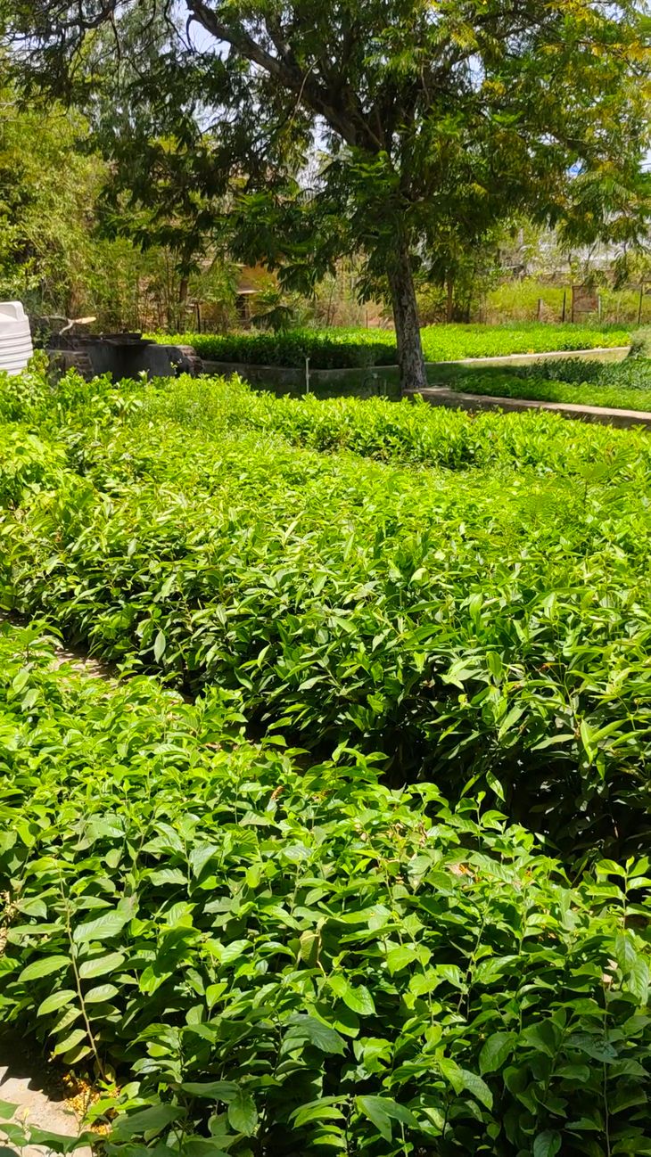 Baran will be green with 251 tree groves, 200 saplings will be planted ...