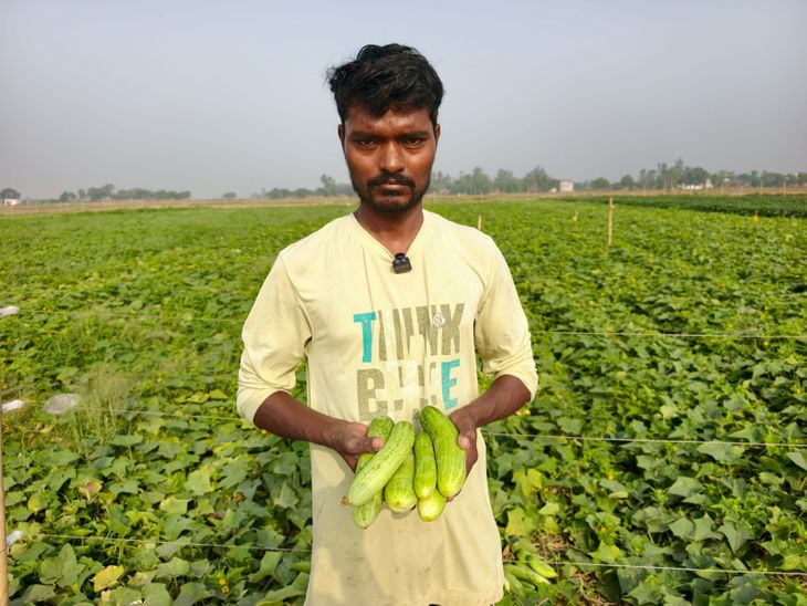 Mau Youth Quits ITI, Earns Lakhs From Organic Cucumber Farming