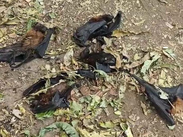 Balaghat Motitalab Bat Deaths | Infection Risk High
