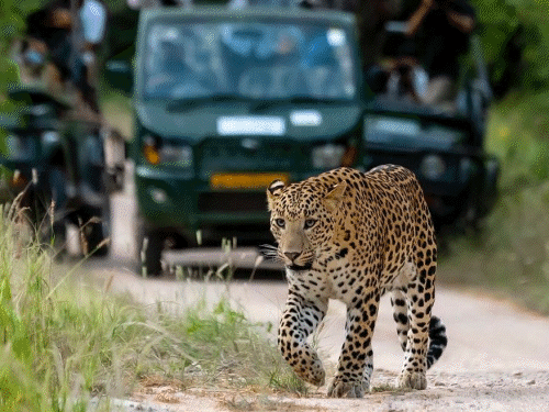 UP NEW Leopard Safari; Bijnor Pilibhit Balrampur Wildlife Project ...