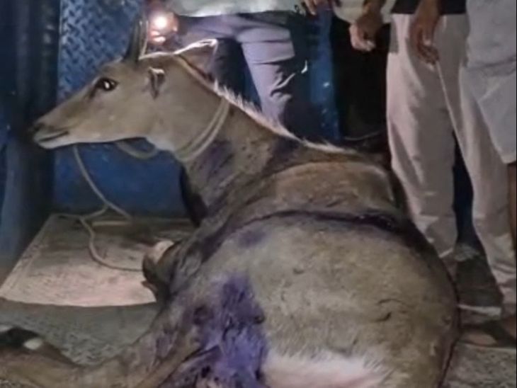Baghpat Villagers Save Neelgai From Stray Dogs | Forest Dept Treats Animal