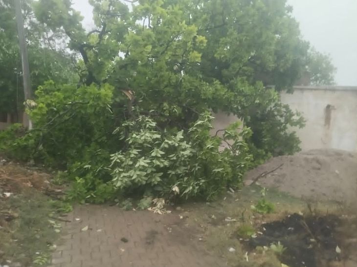 Prayagraj Tree Fall House Damage | Family Safe in Meja