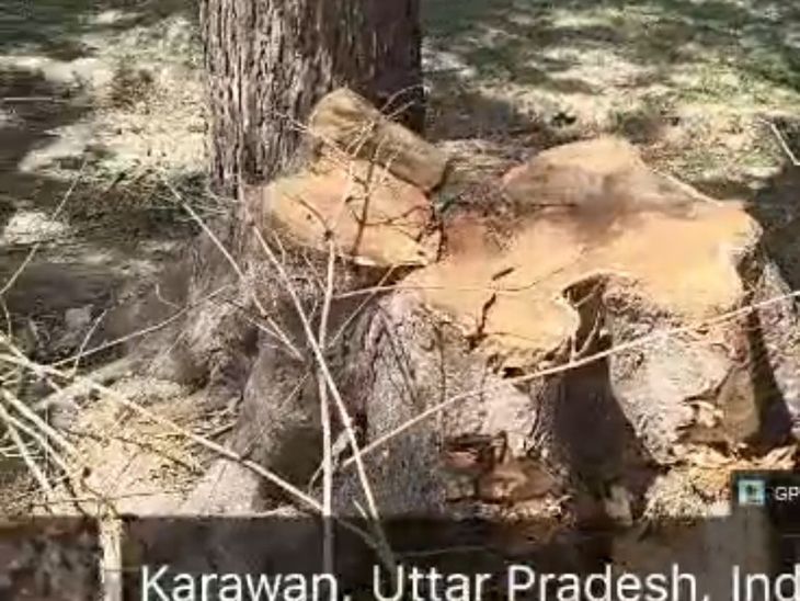 Hardoi Farm Owner Booked for Illegal Gular Tree Cutting