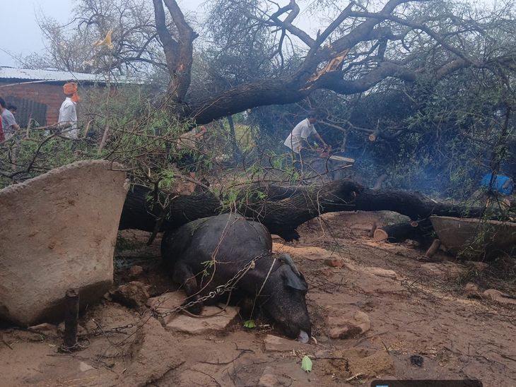 Chitrakoot Accident: Tree Fall Kills Buffalo in Pandey Ka Purwa