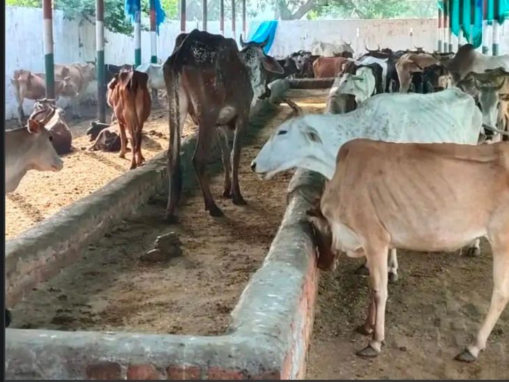 Gorha Gaushala Cows Sick | Lack Fodder Water; One Dead