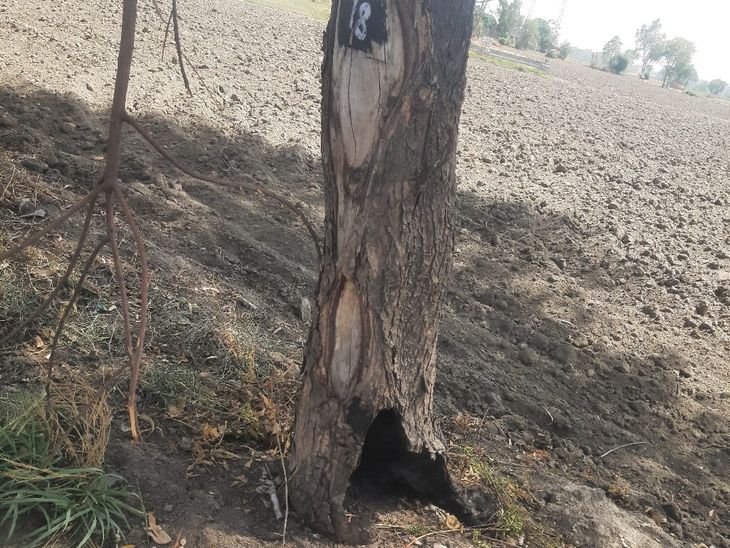 Sirsa Stubble Burning: Trees Burn, Danger to Public | Forest Dept Acts